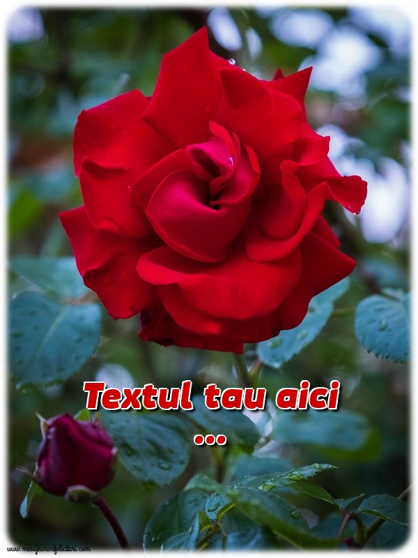 Personalizare felicitari cu text | La multi ani | Felicitare de zi de ...