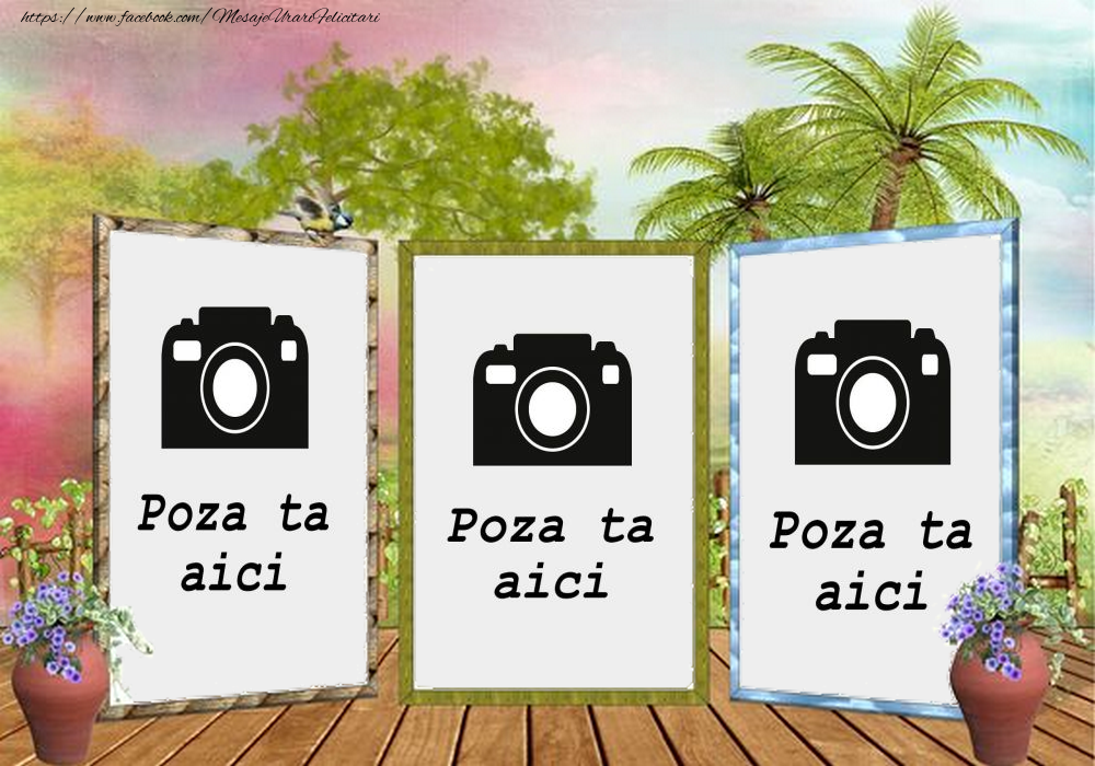 Rame foto cu fundal exotic cu trei imagini | Personalizare imagini ...